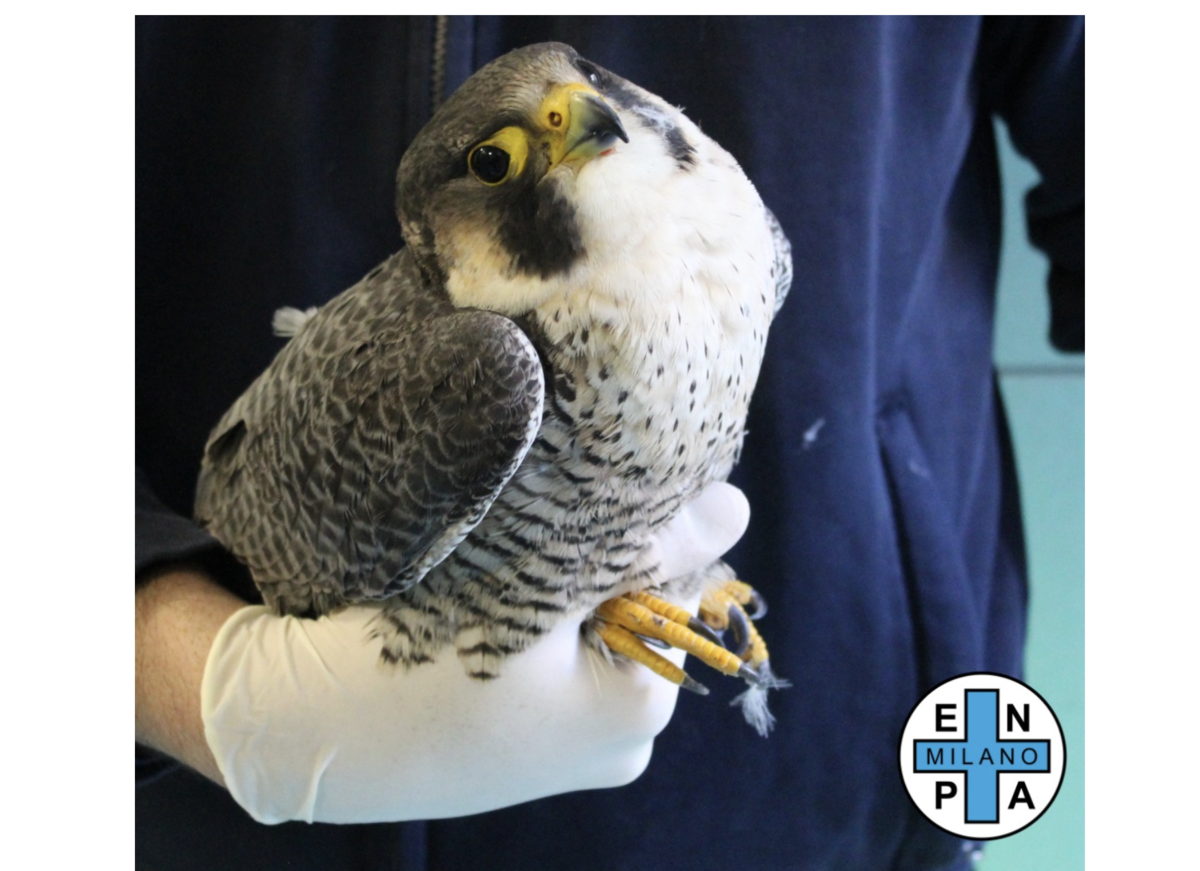Ferito il falco pellegrino del Pirellone: «Forza Enzo, tira fuori il ...