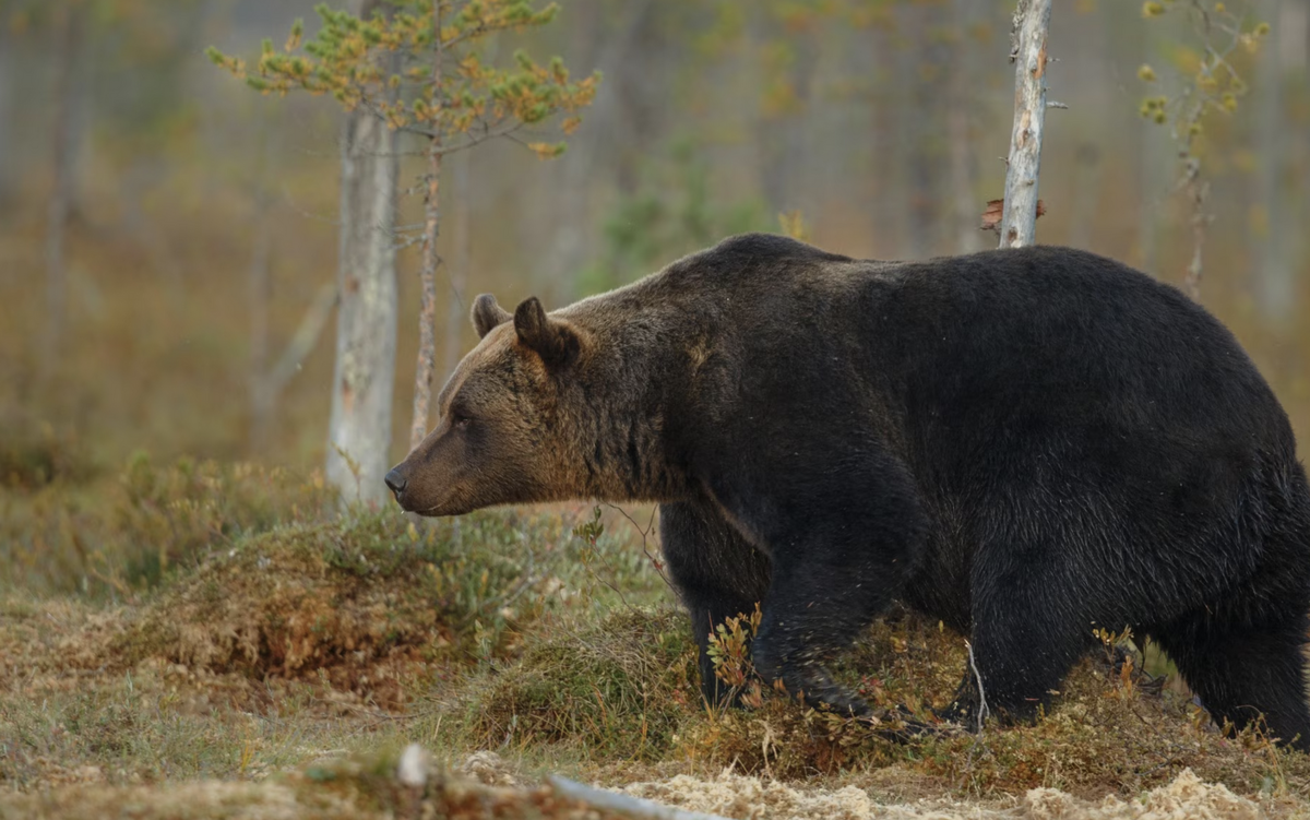 Paura per un orso nel Verbano Cusio Ossola: un’allevatrice perde pecore, capre e un asino ...