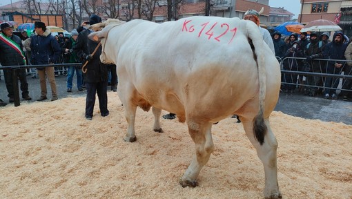 Da tutta Italia per la Fiera del Bue Grasso di Carrù... in edizione ...