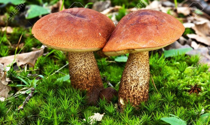 Stagione micologica 2020: gli esperti di Ats Insubria selezionano i ...